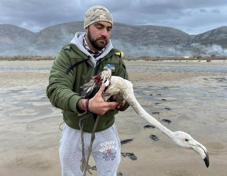 Νεκρά αλλά και τραυματισμένα φοινικόπτερα βρέθηκαν στην Φοινικιά ...
