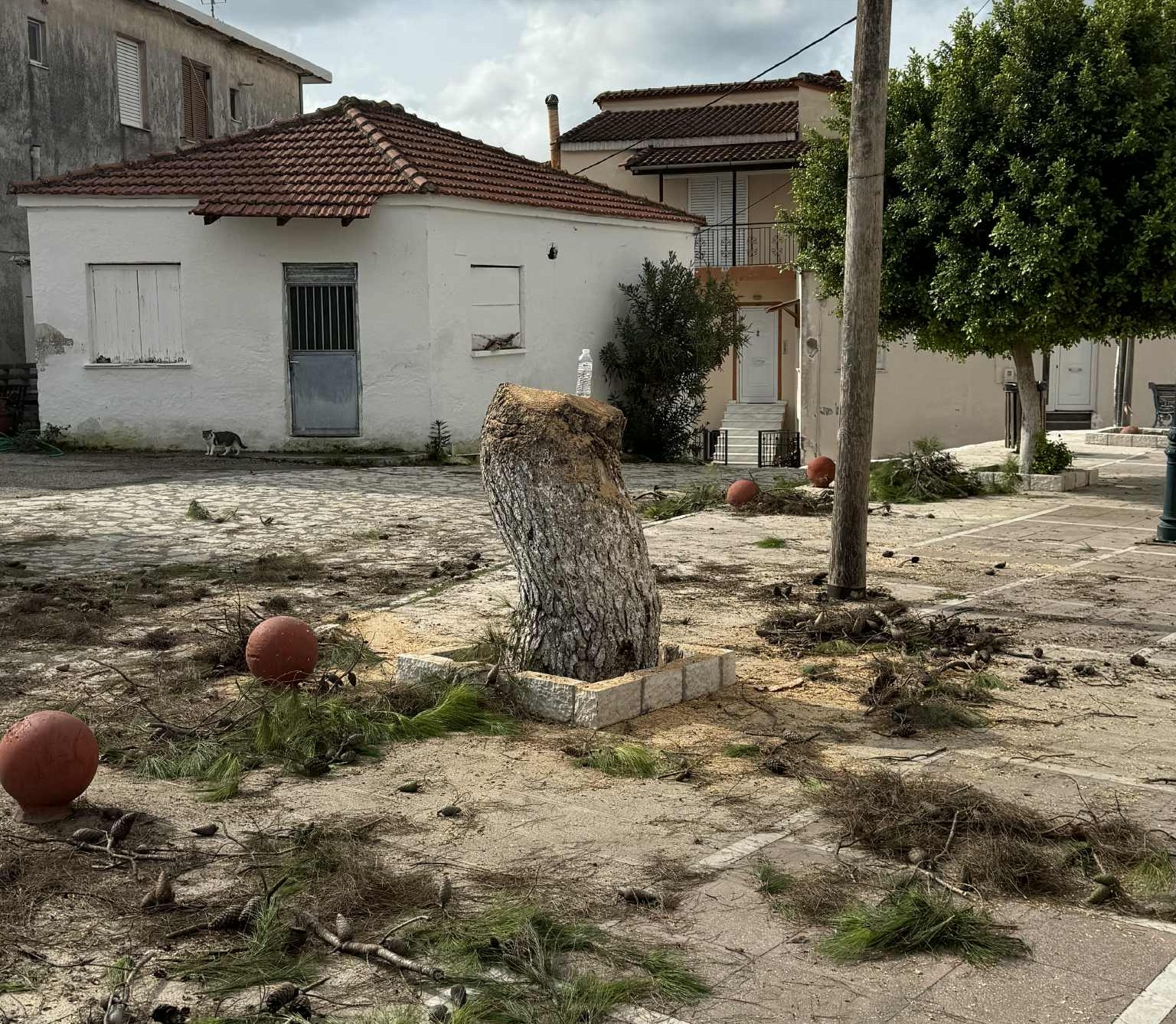 «Από υπερβολικό ζήλο κόπηκε το δέντρο στην Γουριά…» - ΑΙΧΜΗ - Εφημερίδα ...