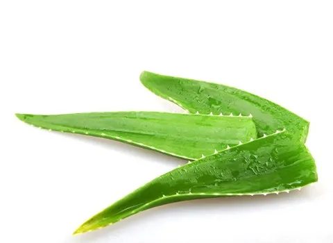 Aloe Vera leaf fresh with complete explanations and familiarization - Arad Branding