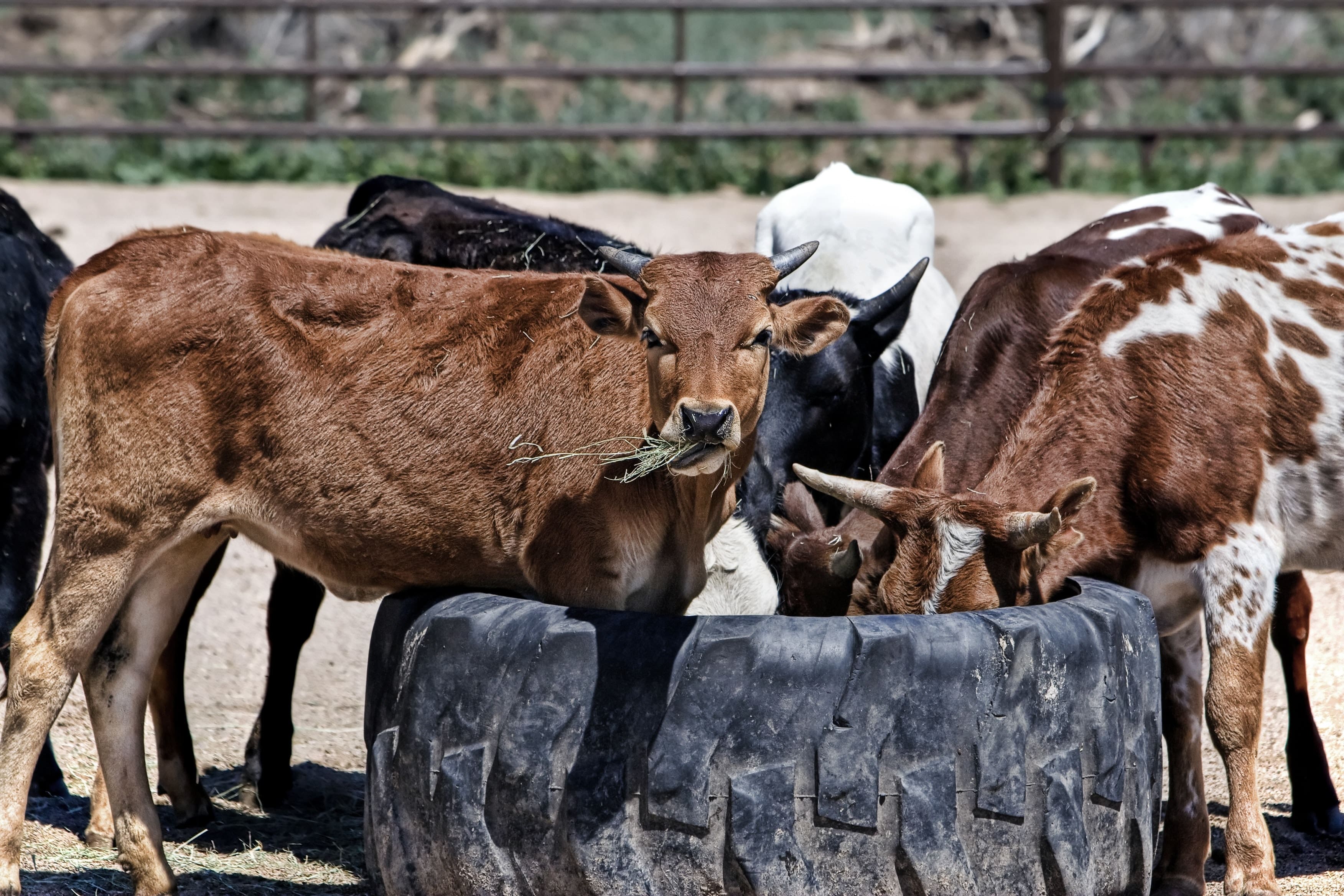 Days before Eid al-Adha, West Bengal bans public slaughter of animals ...
