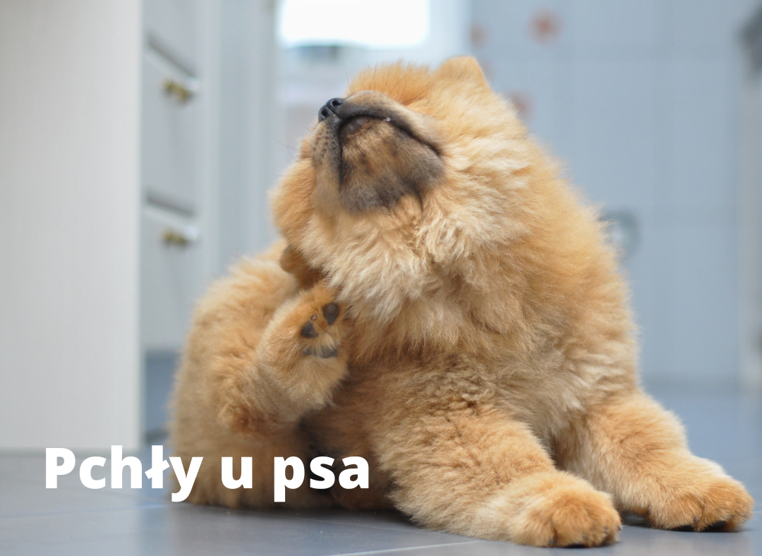 Pchły u psa - jak pozbyć się problemu? - PetBox