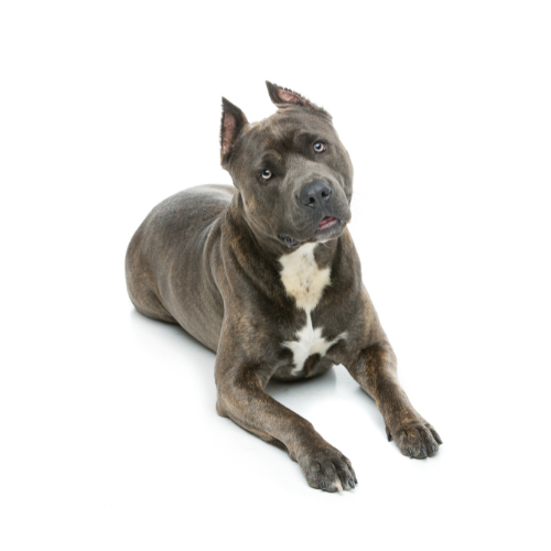 Amstaff | Podstawowy Opis Rasy Psów - PetBox
