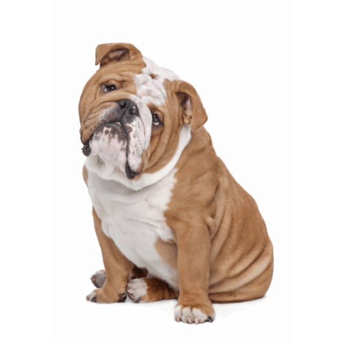 Buldog angielski | Podstawowy Opis Rasy Psów - PetBox