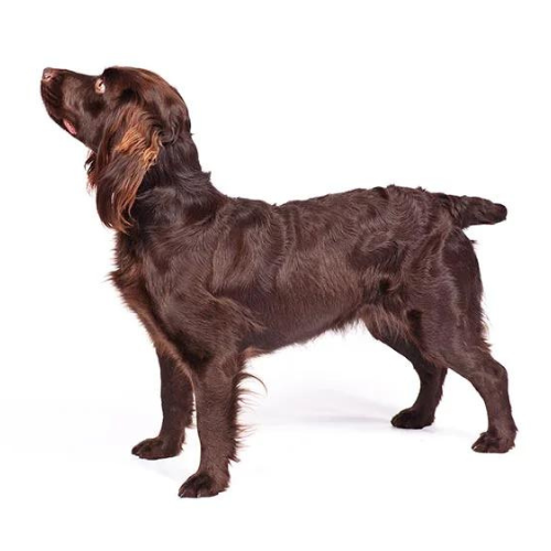 Boykin Spaniel | Podstawowy Opis Rasy Psów - PetBox
