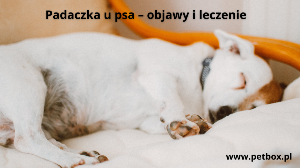 Padaczka u psa – objawy i leczenie - PetBox