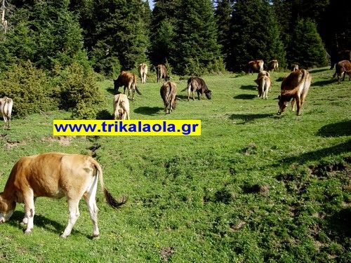 Συνδεδεμένες βοοειδών: Ποιους στηρίζουν τελικά;