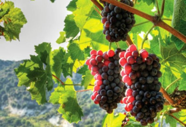 Ας γνωρίσουμε την ΚΟΡΙΝΘΙΑΚΗ ΣΤΑΦΙΔΑ | Trikalaola.gr