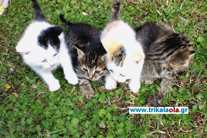 10 πολύ παράξενες πληροφορίες για τις γάτες | Trikalaola.gr