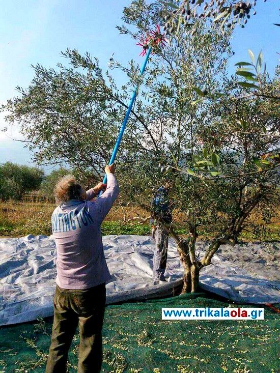 Παράταση προθεσμίας αιτημάτων για μετάκληση εργατών γης | Trikalaola.gr
