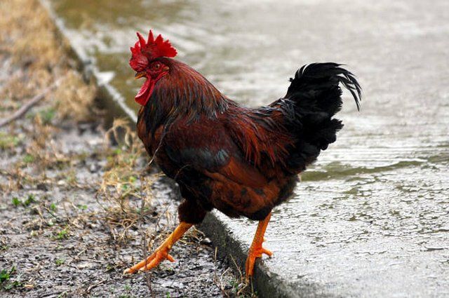 Μήνυσε τον... κόκορα του γείτονά του γιατί λαλούσε υπέρ το δέον ...