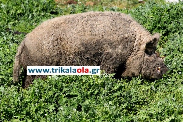 Αφρικανική Πανώλη των Χοίρων | Trikalaola.gr