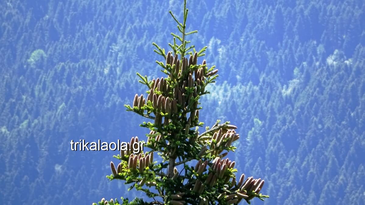 Δασικοί χάρτες: Παράταση - ποιες περιοχές αφορά