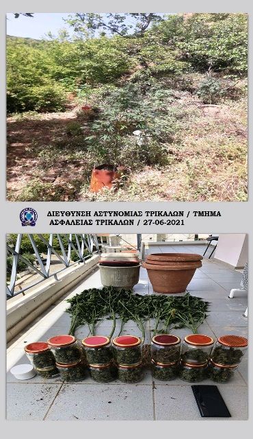 Εντοπίστηκε οργανωμένη φυτεία δενδρυλλίων κάνναβης σε περιοχή του Δήμου ...