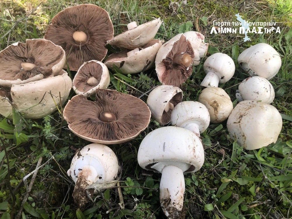 Έρχεται η μεγάλη Γιορτή των Μανιταρόφιλων στη Λίμνη Πλαστήρα