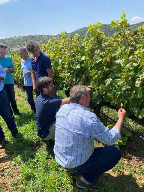 Σε επιφυλακή η Περιφέρεια Θεσσαλίας για περονόσπορο και ακαρπία σε ...