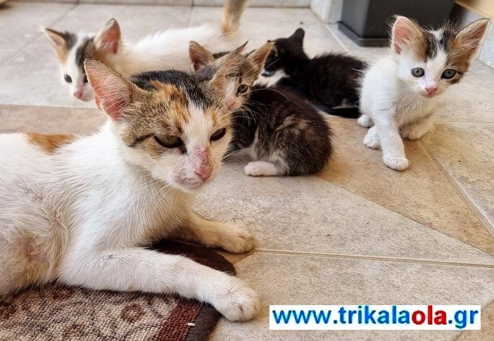 Στείρωση ζώων συντροφιάς στο Δήμο Πύλης | Trikalaola.gr