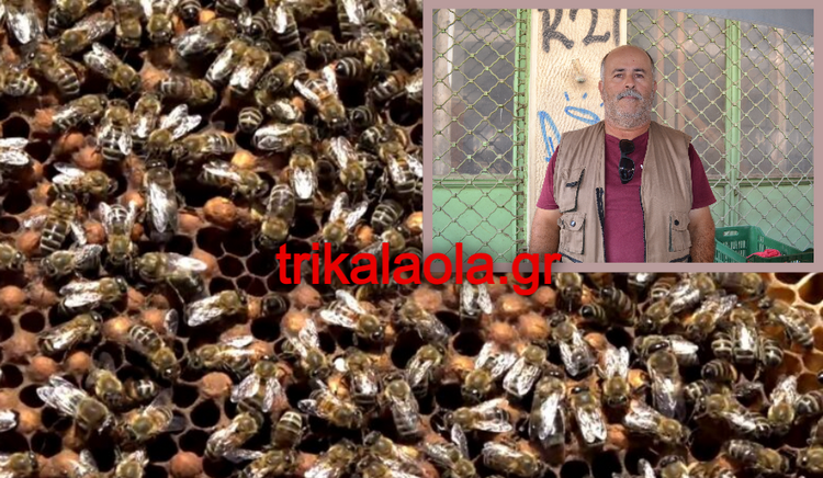 Τρικαλινοί Μελισσοκόμοι: Πάνω από 50.000 κυψέλες κατέστρεψε ο “Daniel ...