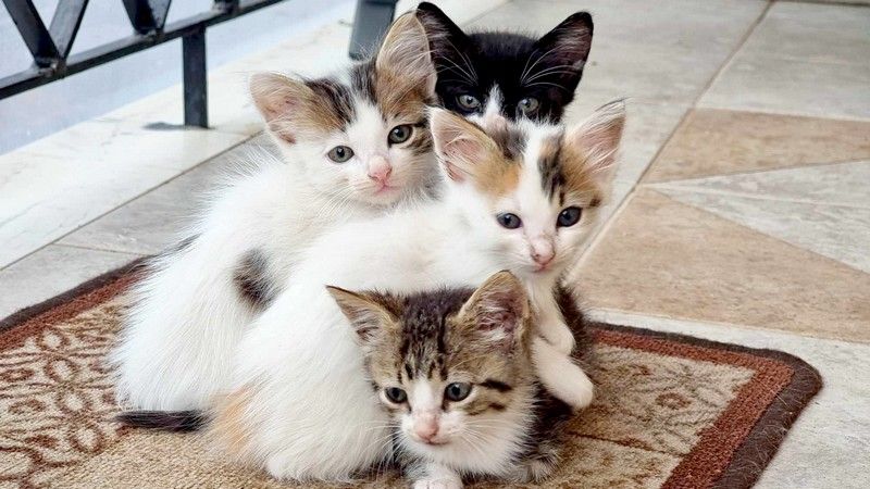 Χαρίζονται 4 ήρεμα πανέμορφα γατάκια (φωτό)