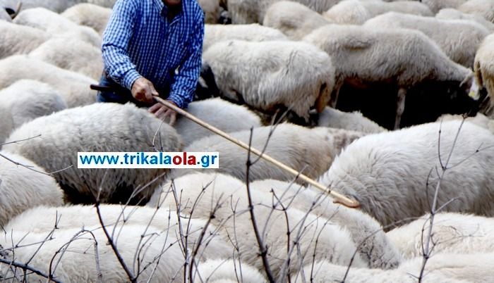 Μέτρα προστασίας για την ευλογιά των αιγοπροβάτων