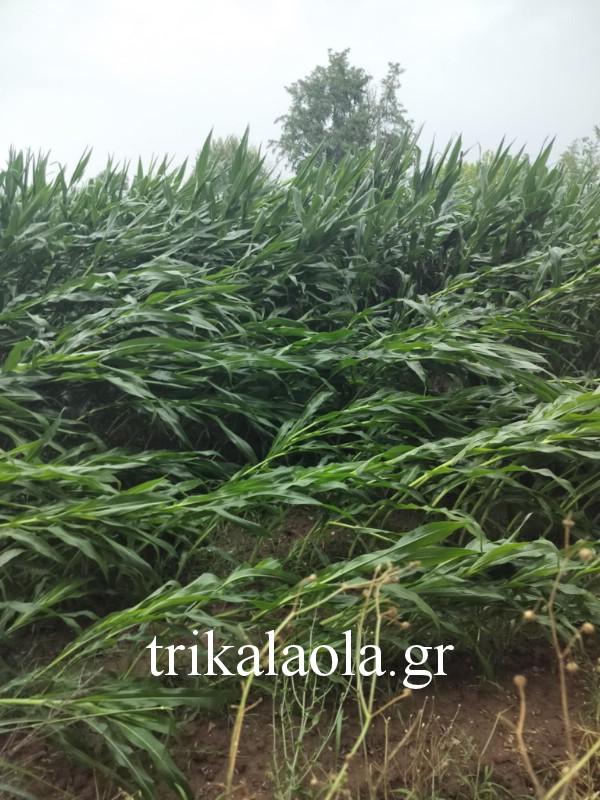 Μικροζημιές στην καλλιέργεια του καλαμποκιού (ΦΩΤΟ)