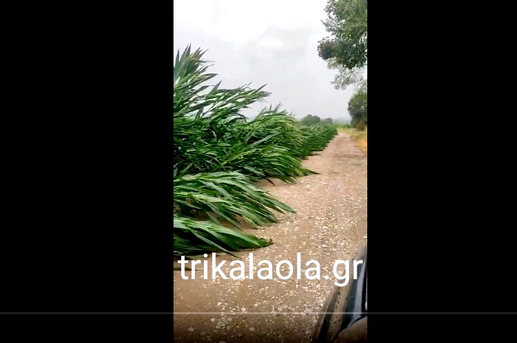 Τρίκαλα: Το ισχυρό μπουρίνι “ξάπλωσε” καλαμπόκια και σιτηρά (ΒΙΝΤΕΟ ...