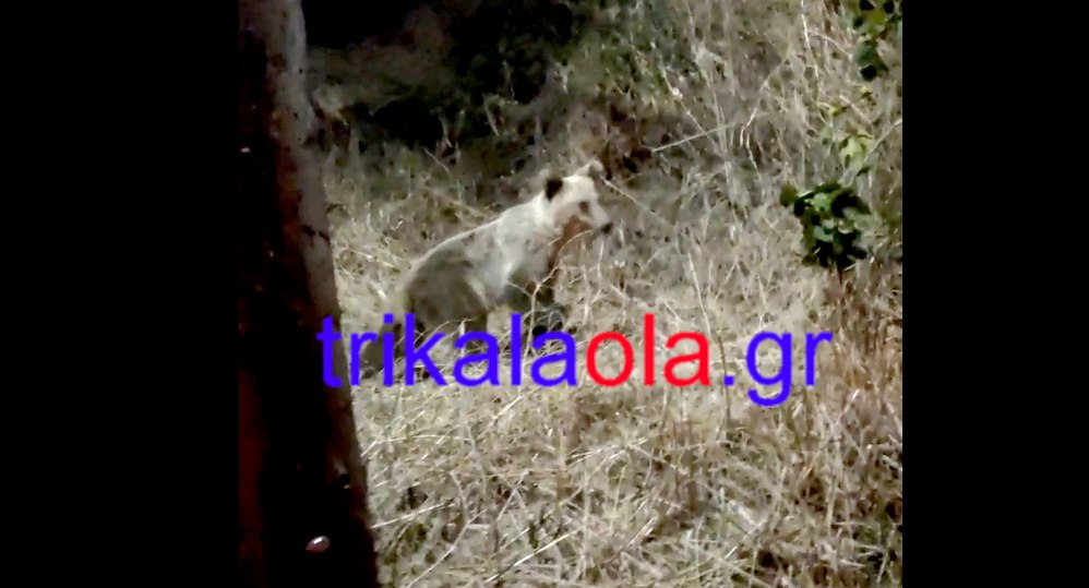 Απίστευτο… αρκούδα εμφανίστηκε μέσα στην πόλη των Τρικάλων (ΒΙΝΤΕΟ ...