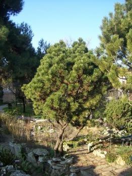 Botanical Garden, Padua By Ian Cade