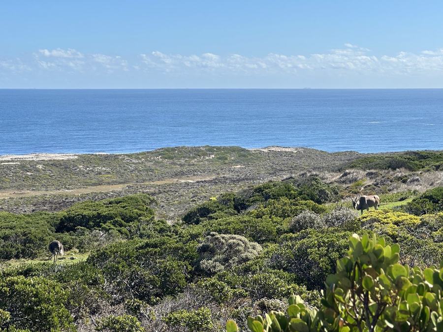 Cape Floral Region