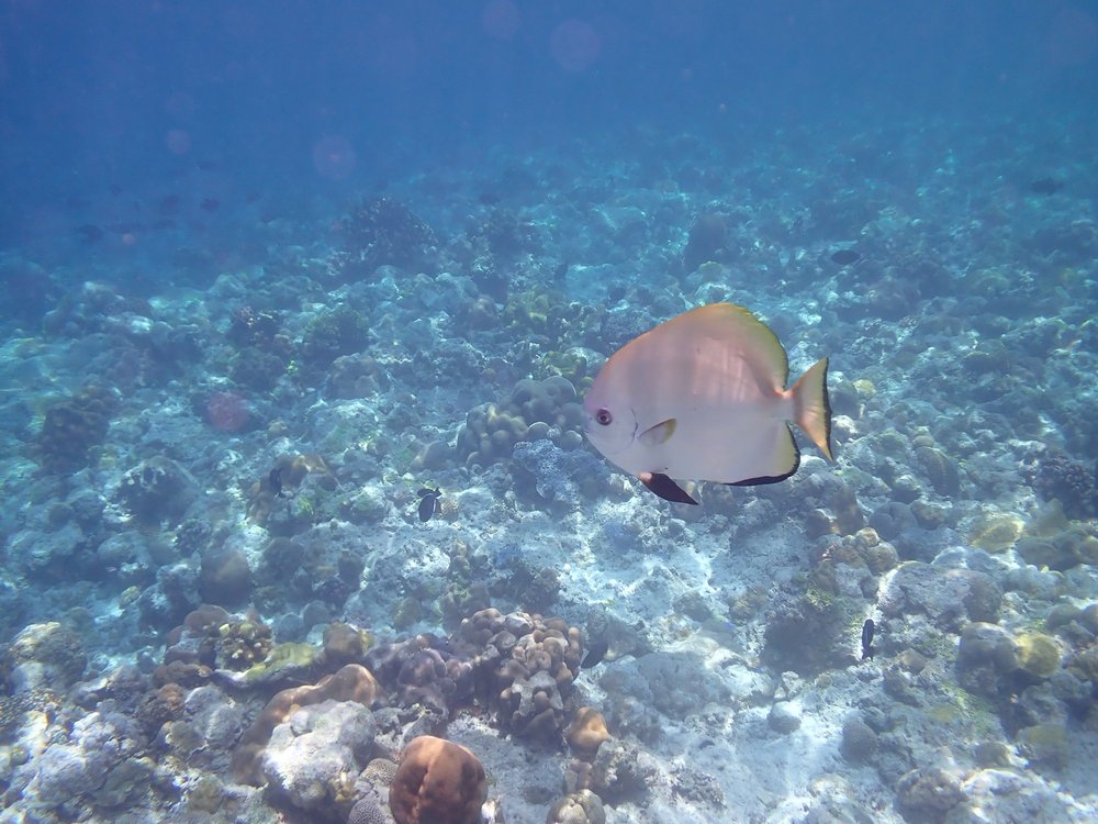 Tubbataha Reefs: Unesco World Heritage Site Travel Guide