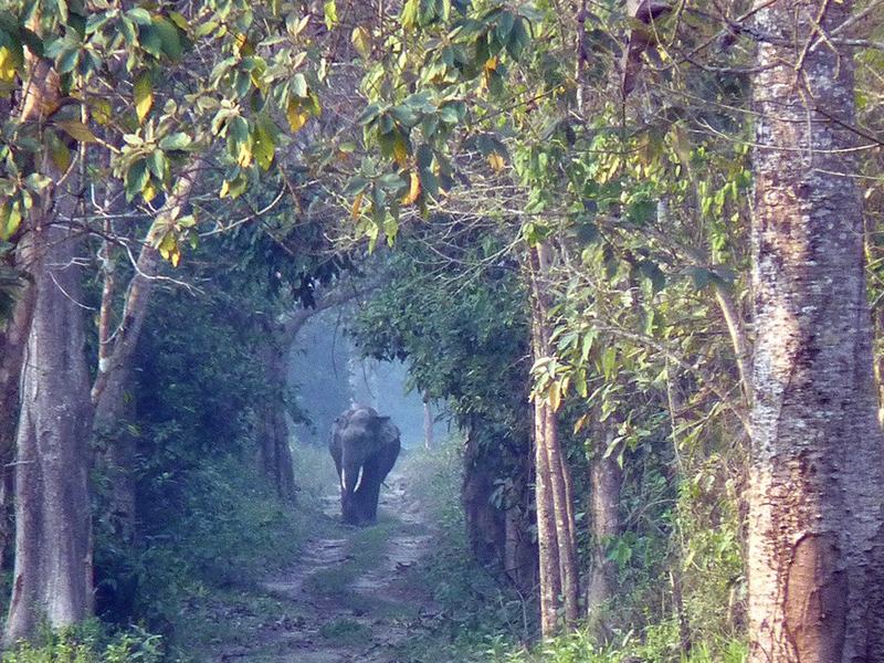 Manas Wildlife Sanctuary: Unesco World Heritage Site Travel Guide