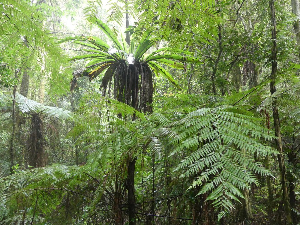 Gondwana Rainforests: UNESCO World Heritage Site Travel Guide